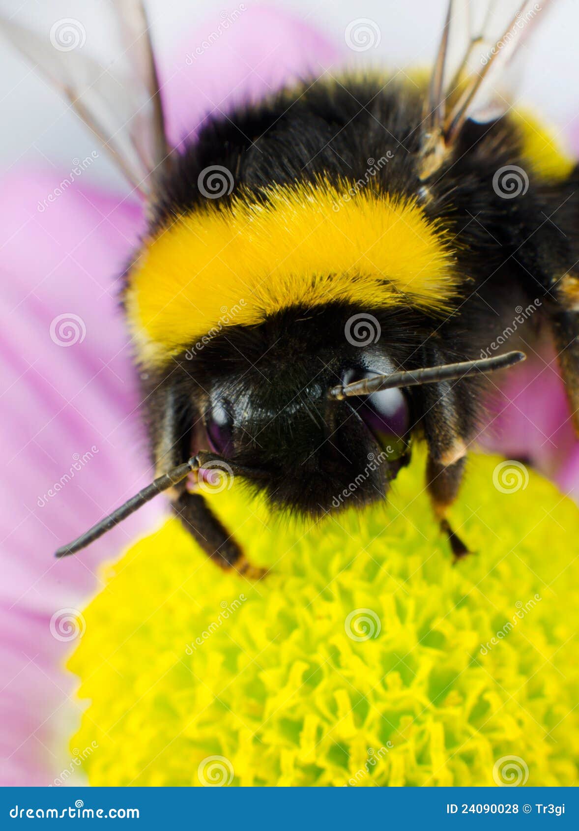De Bestuiving Van De Hommel Op Gele Bloem Stock Foto - Image of vlieg ...