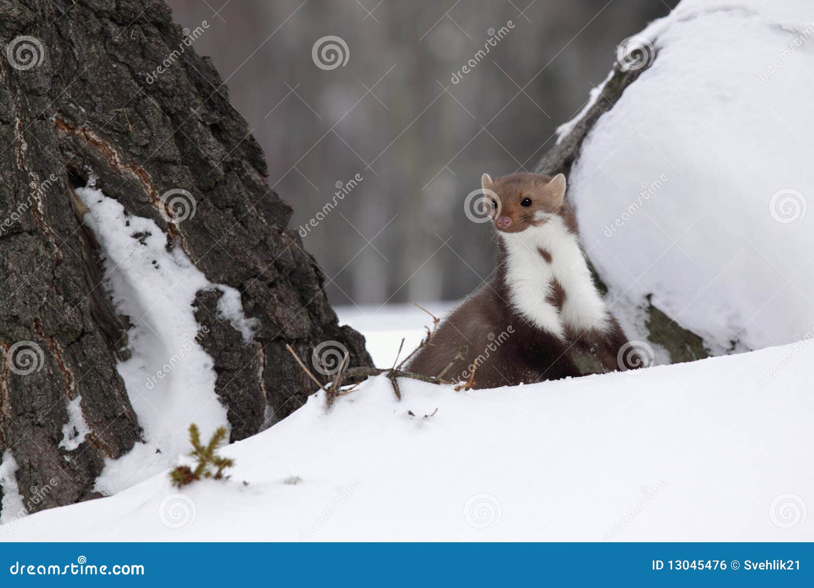 De Beuk /Martes Foina/van De Marter Stock Foto - Image of marter, boom ...