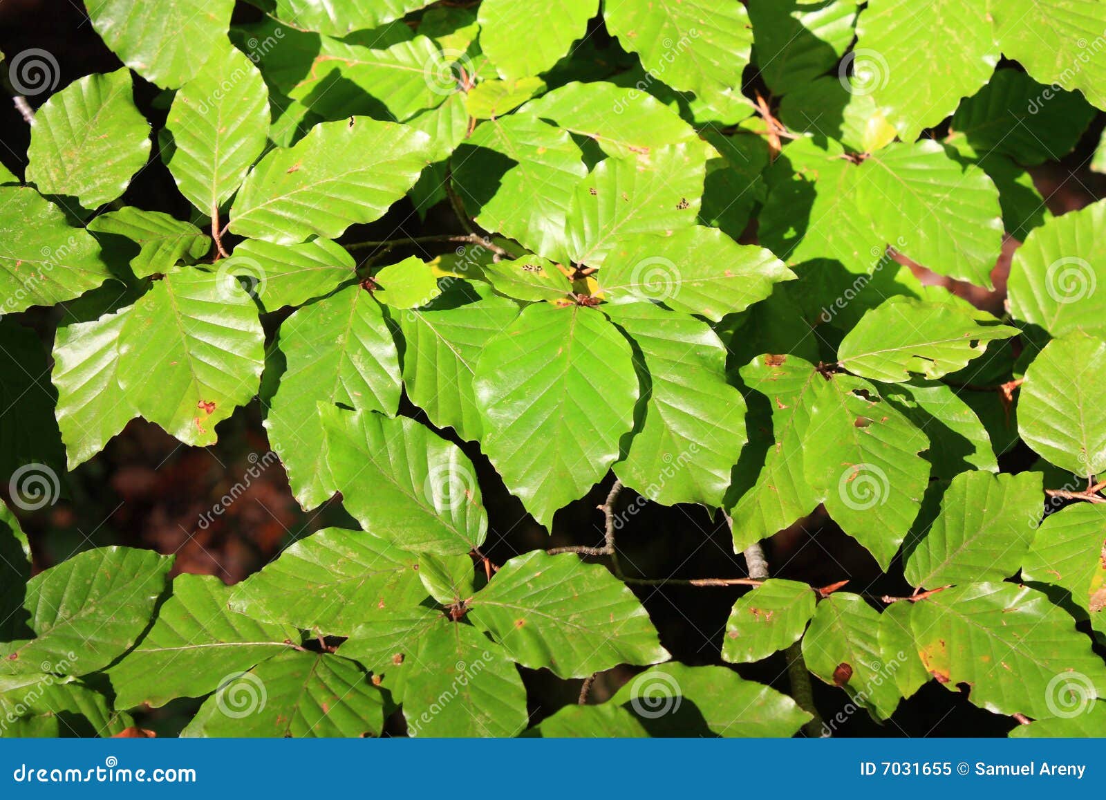 De beuk van het blad stock afbeelding. Image of vegetatie - 7031655