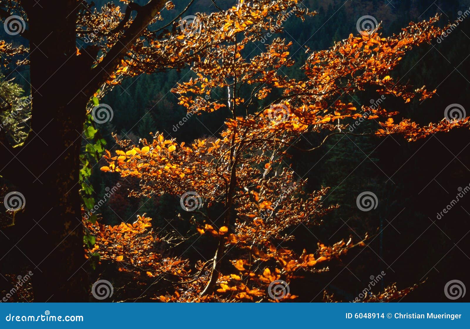 De beukboom van de herfst stock foto. Image of blad, stil - 6048914