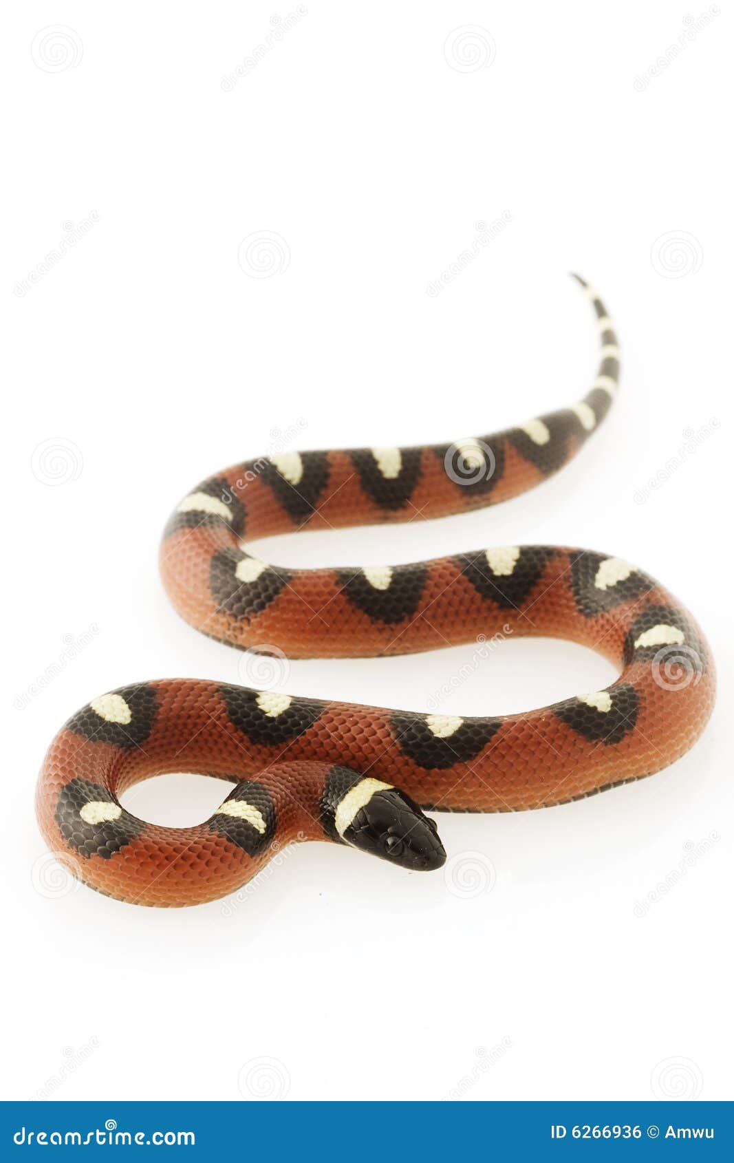 De Bevlekte Mexicaanse Slang Van De Melk Stock Foto - Image of rood ...