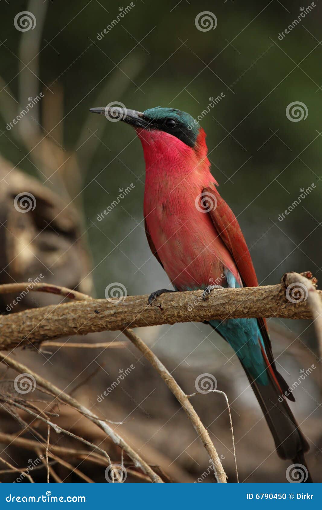 De Bij-Eter Van Het Karmijn Stock Foto - Image of geschilderd ...