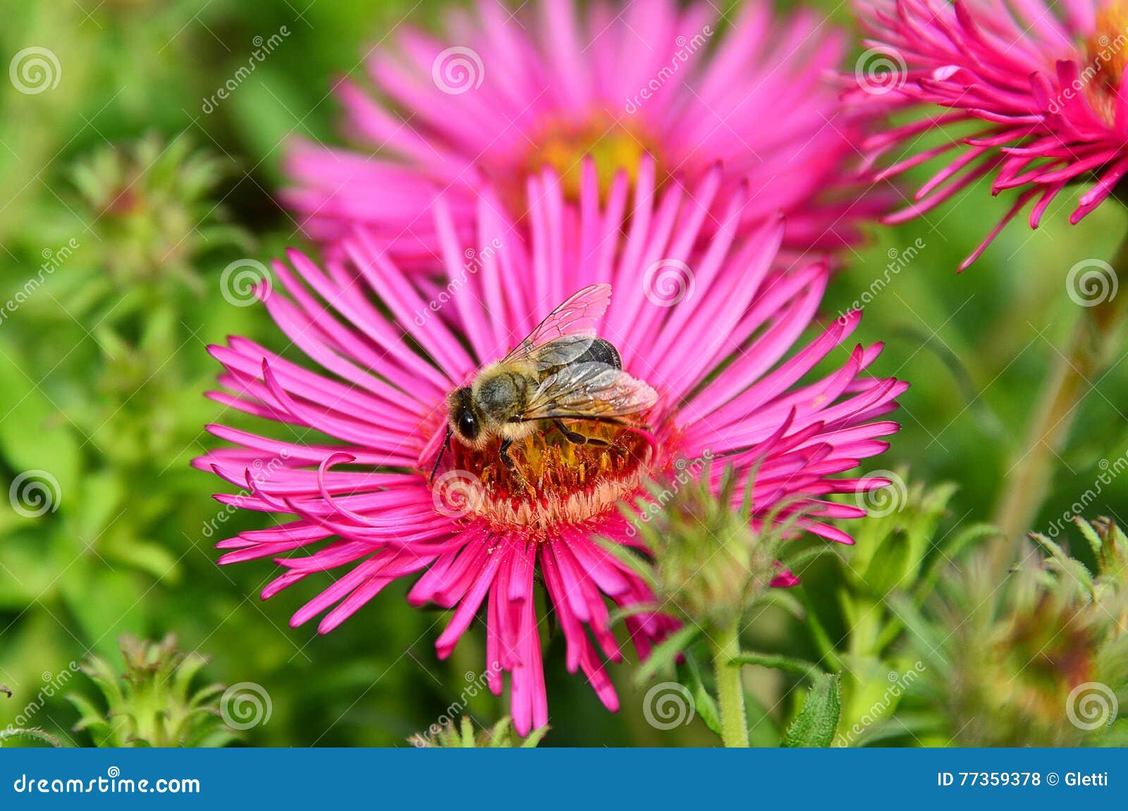De Bij Van De Honing Op Bloem Stock Foto - Image of honing, nave: 77359378