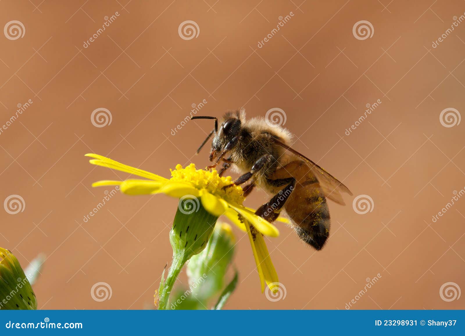 De Bij Van De Honing Op Gele Bloem Stock Afbeelding - Image of bijen ...