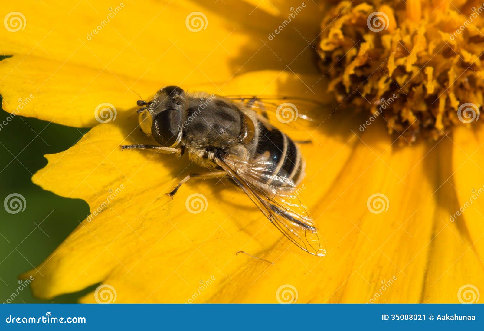 De bijen stock afbeelding. Image of bijen, optimistisch - 35008021