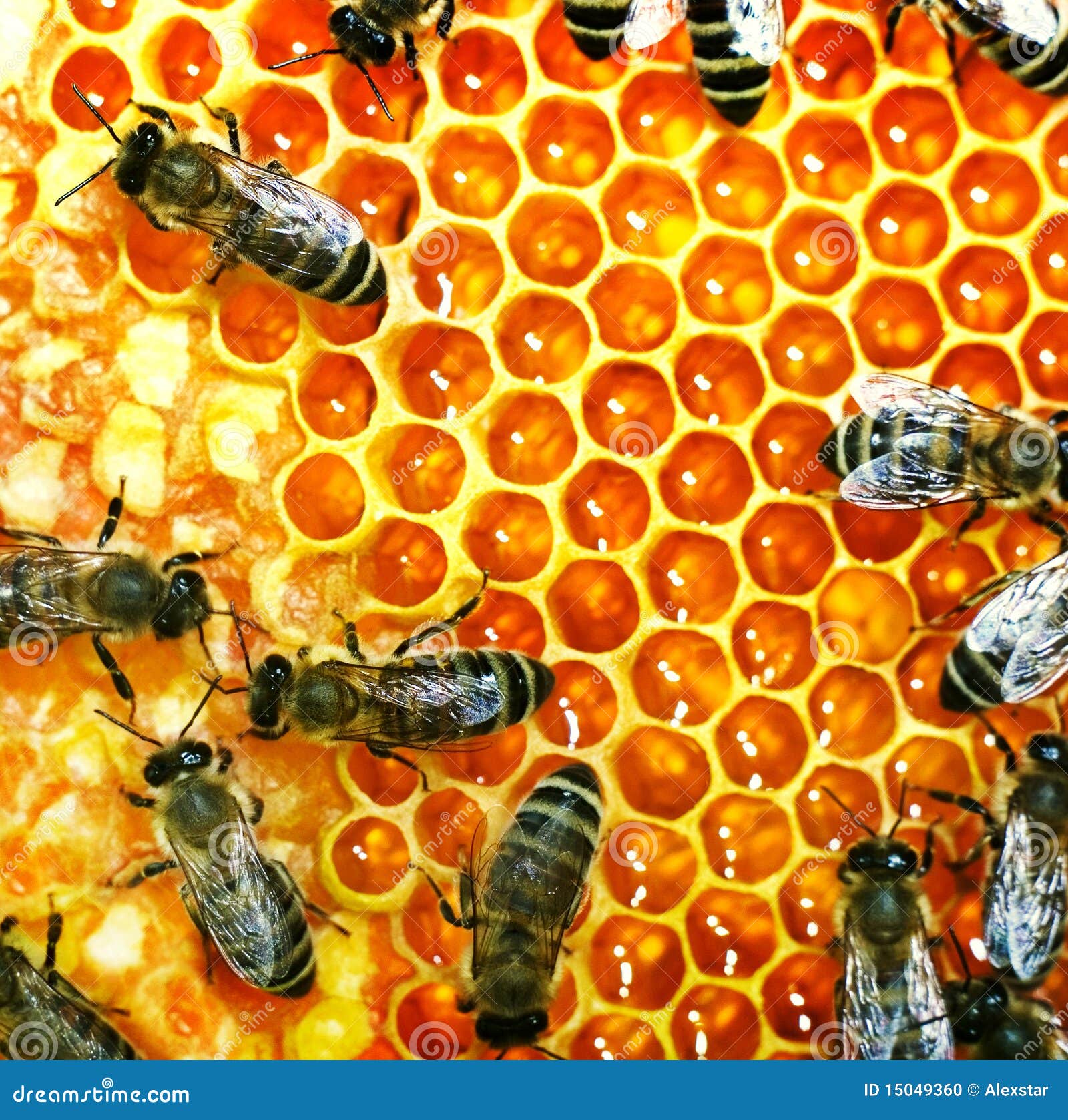 De Bijen Van De Honing Op De Bijenkorf Stock Foto - Image of bijenkorf ...