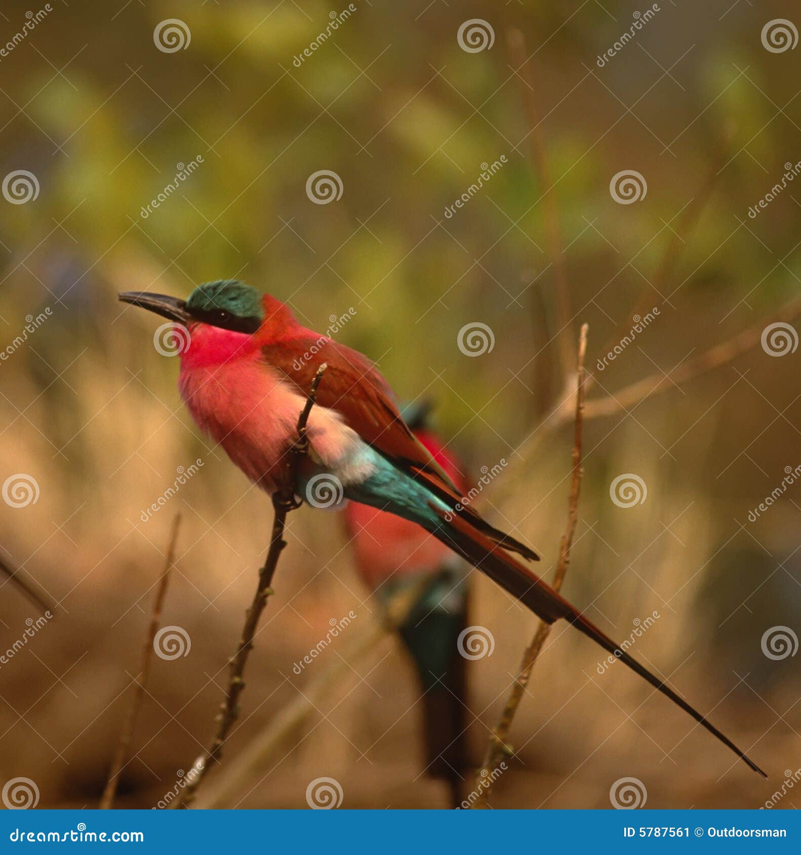 De Bijeneter Van Het Karmijn Stock Afbeelding - Image of botswana, nave ...