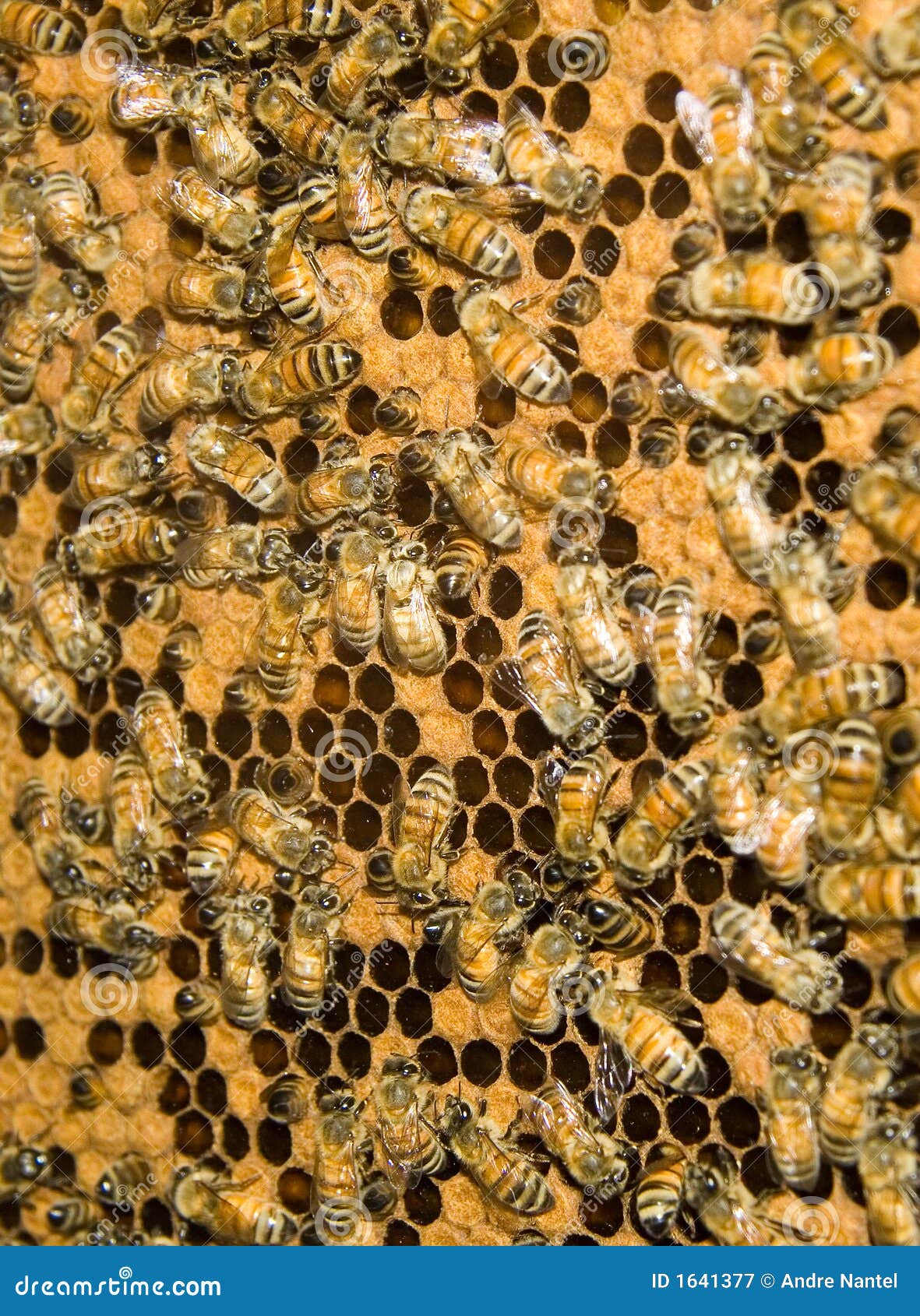 De bijenkorf van de bij stock afbeelding. Image of honingraten - 1641377