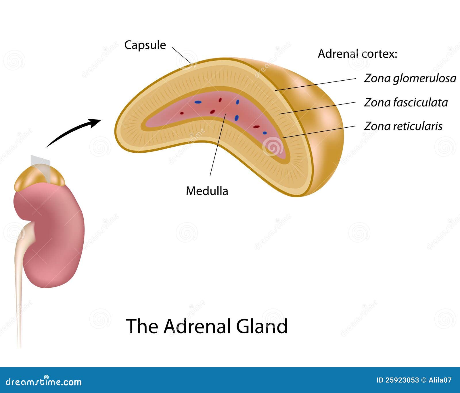 De bijnier vector illustratie. Illustration of hormonen - 25923053