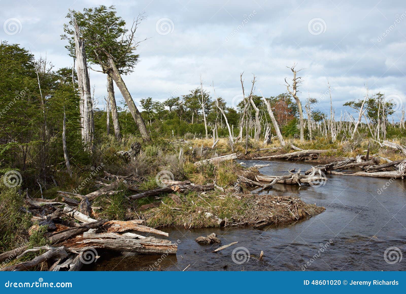 De Biosfeer Van De Kaaphoorn Stock Foto - Image of rivier, nave: 48601020