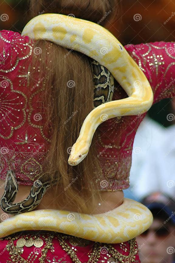 De Birmaanse Python Van De Albino. Stock Foto - Image of danser, reptiel: 366946