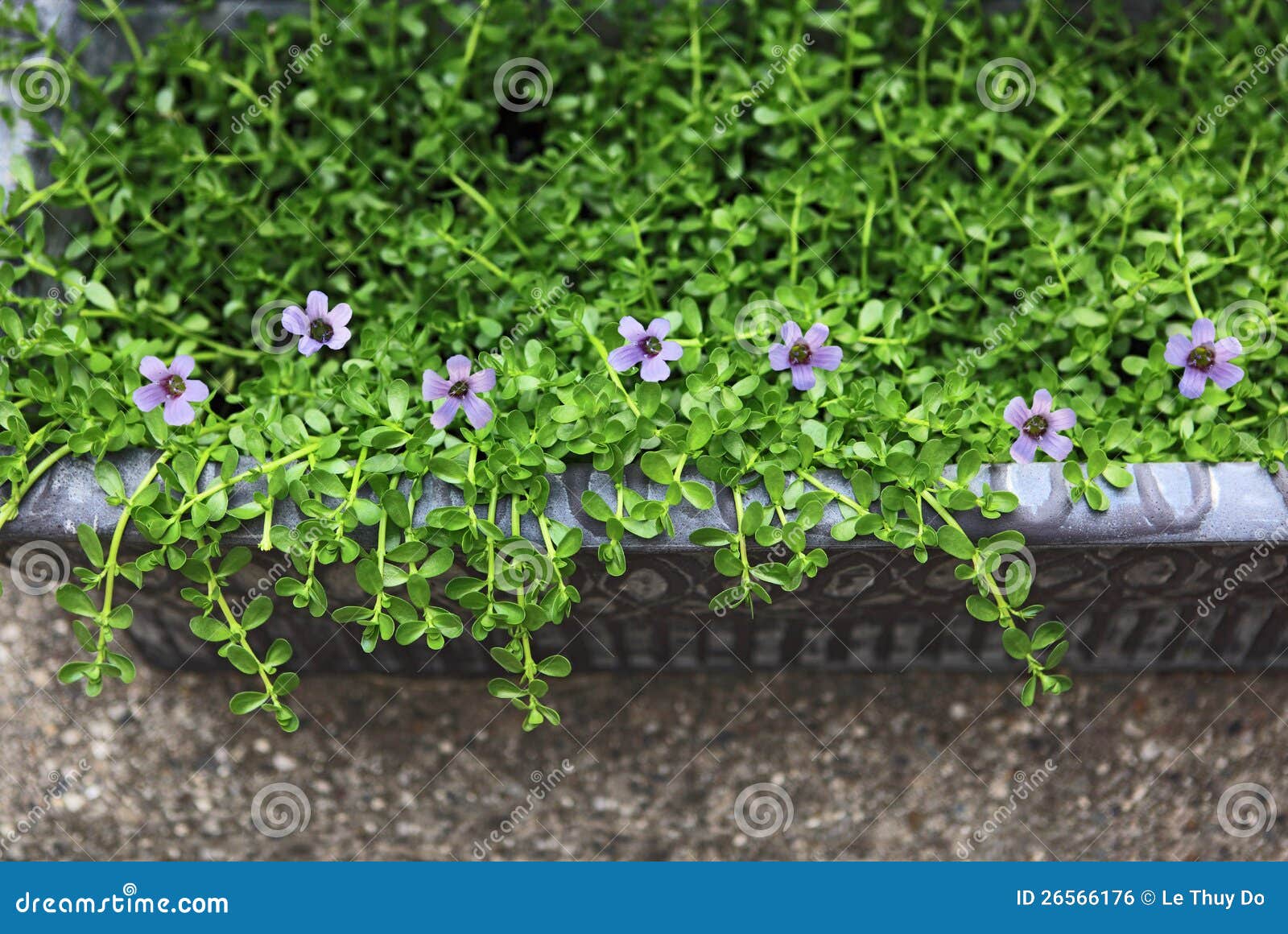 De Bittere Bloemen Van Het Kruid Stock Foto - Image of gegevens, bitter ...