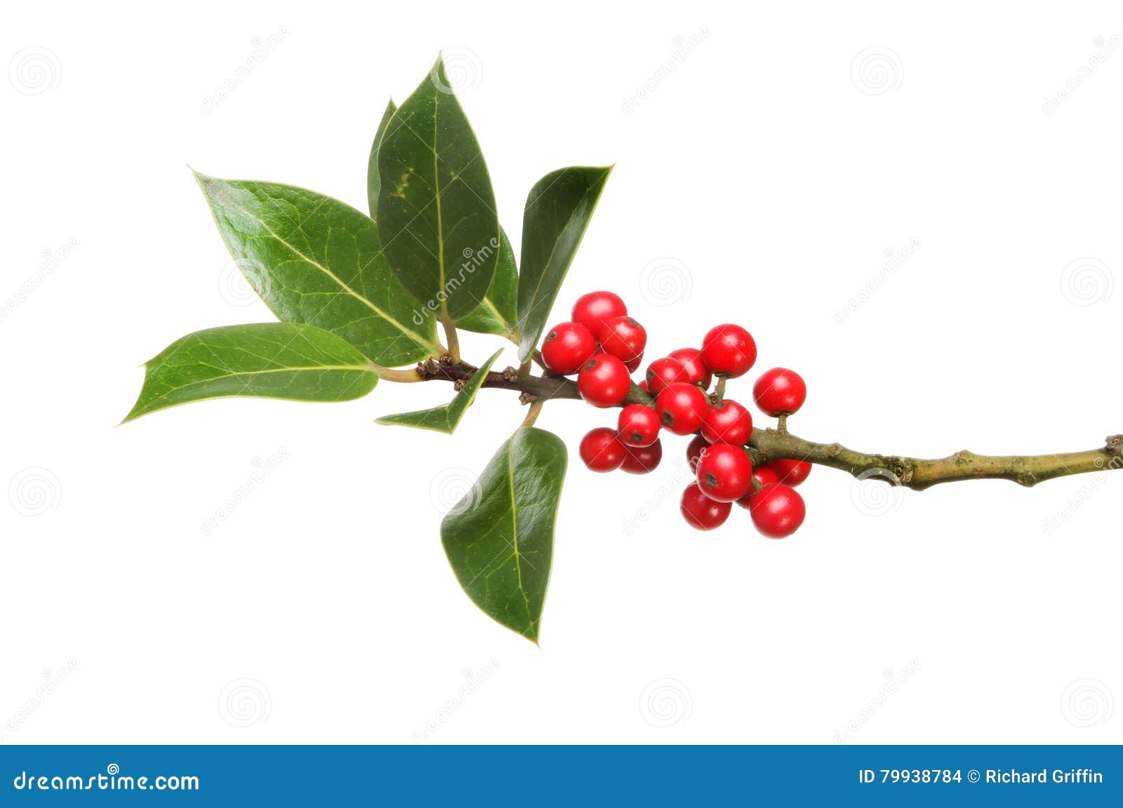 De Bladeren En De Bessen Van De Hulst Stock Foto - Image of hulst, blad ...