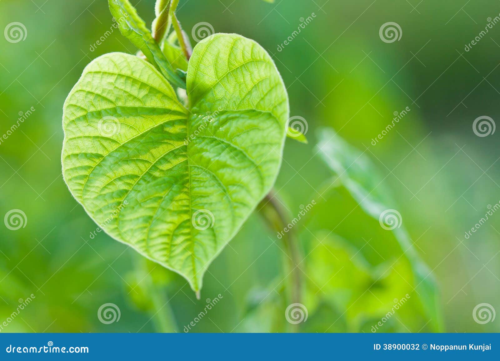 De Bladeren Van De Hartvorm Stock Foto - Image of macro, licht: 38900032