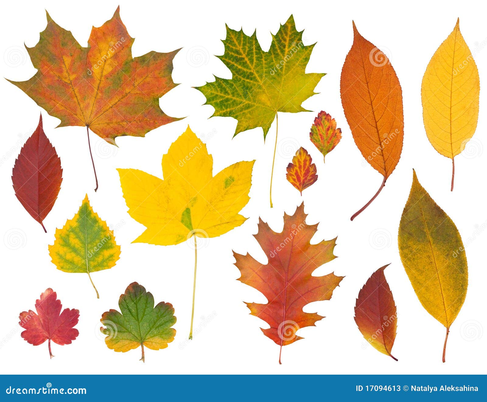 De bladeren van de herfst stock afbeelding. Image of gebladerte - 17094613