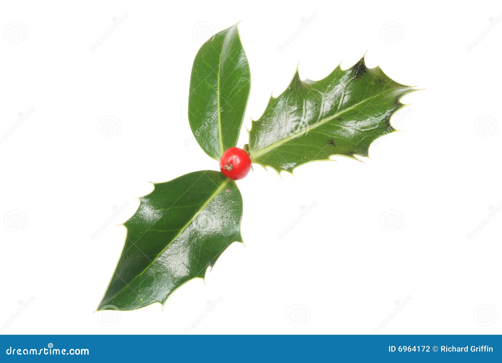 De Bladeren Van De Hulst En Enige Bes Stock Foto - Image of altijdgroen ...