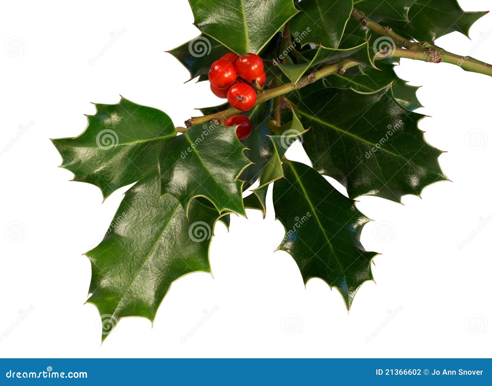 De Bladeren Van De Hulst Met Bessen Stock Foto - Image of glanzend ...