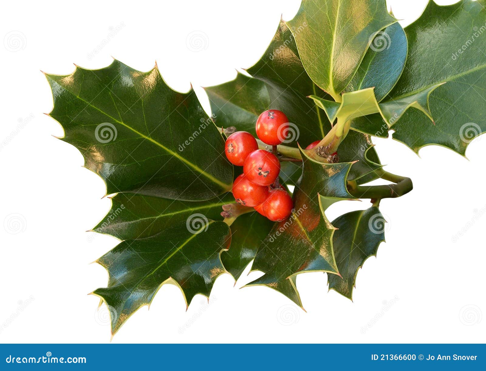 De Bladeren Van De Hulst Met Rode Bessen Stock Foto - Image of bladeren ...