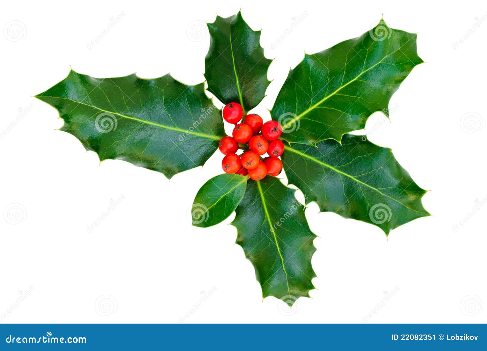 De Bladeren Van De Hulst Met Rode Geïsoleerded Bessen. Stock Afbeelding ...