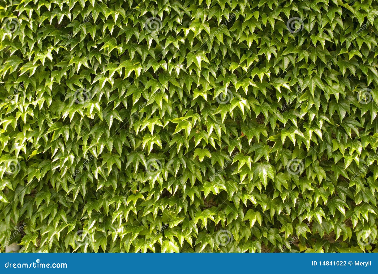 De Bladeren Van De Klimop Op Muur, Achtergrond Stock Foto - Image of ...