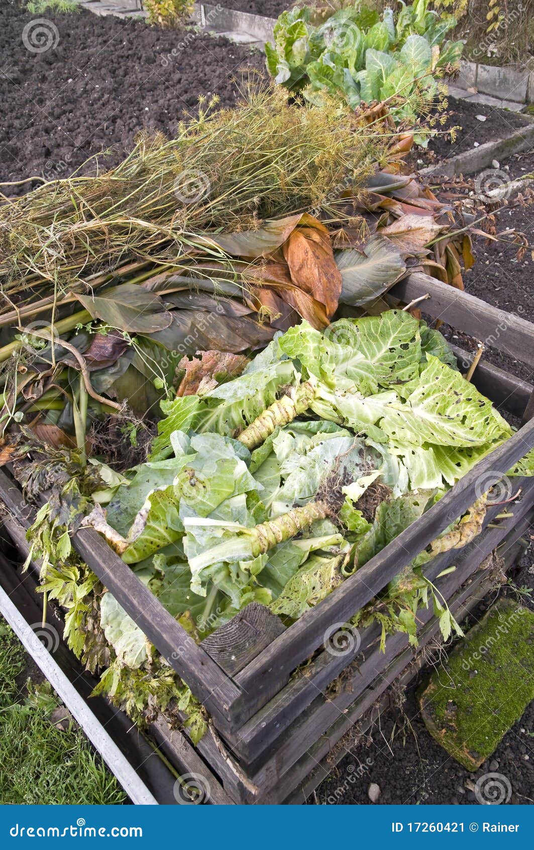 De Bladeren Van De Kool Op Een Composthoop Stock Afbeelding - Image of ...