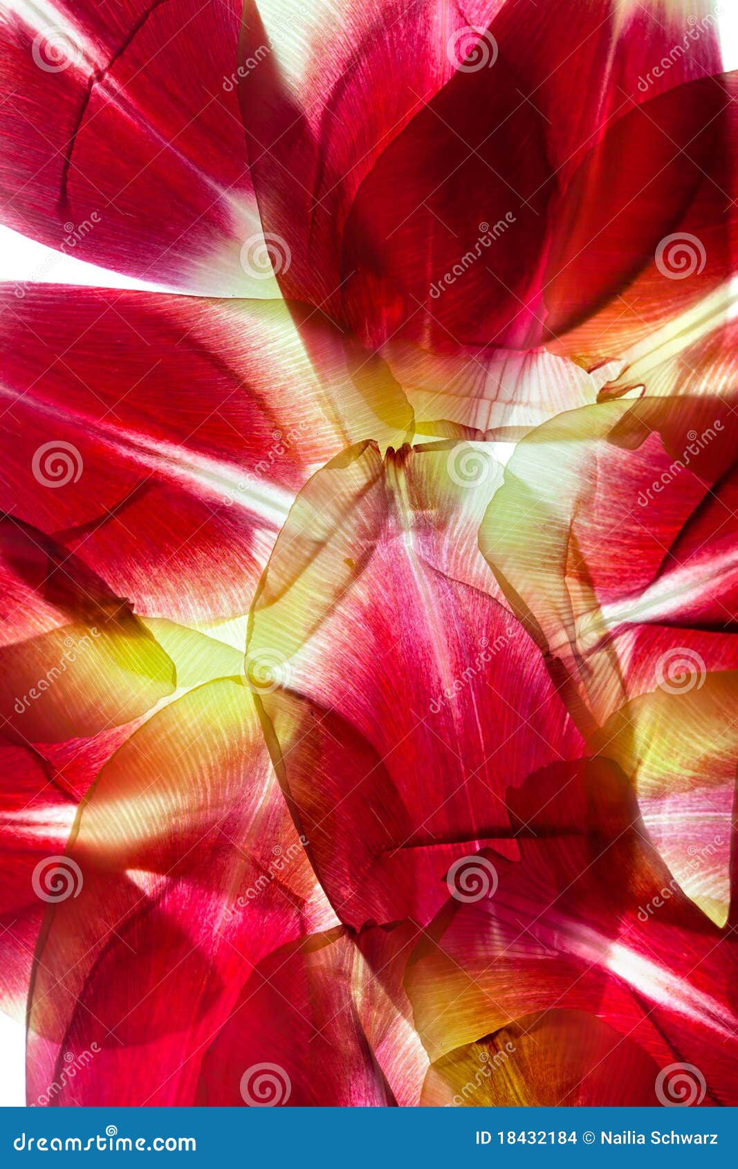 De Bladeren van de tulp stock foto. Image of tafelblad - 18432184