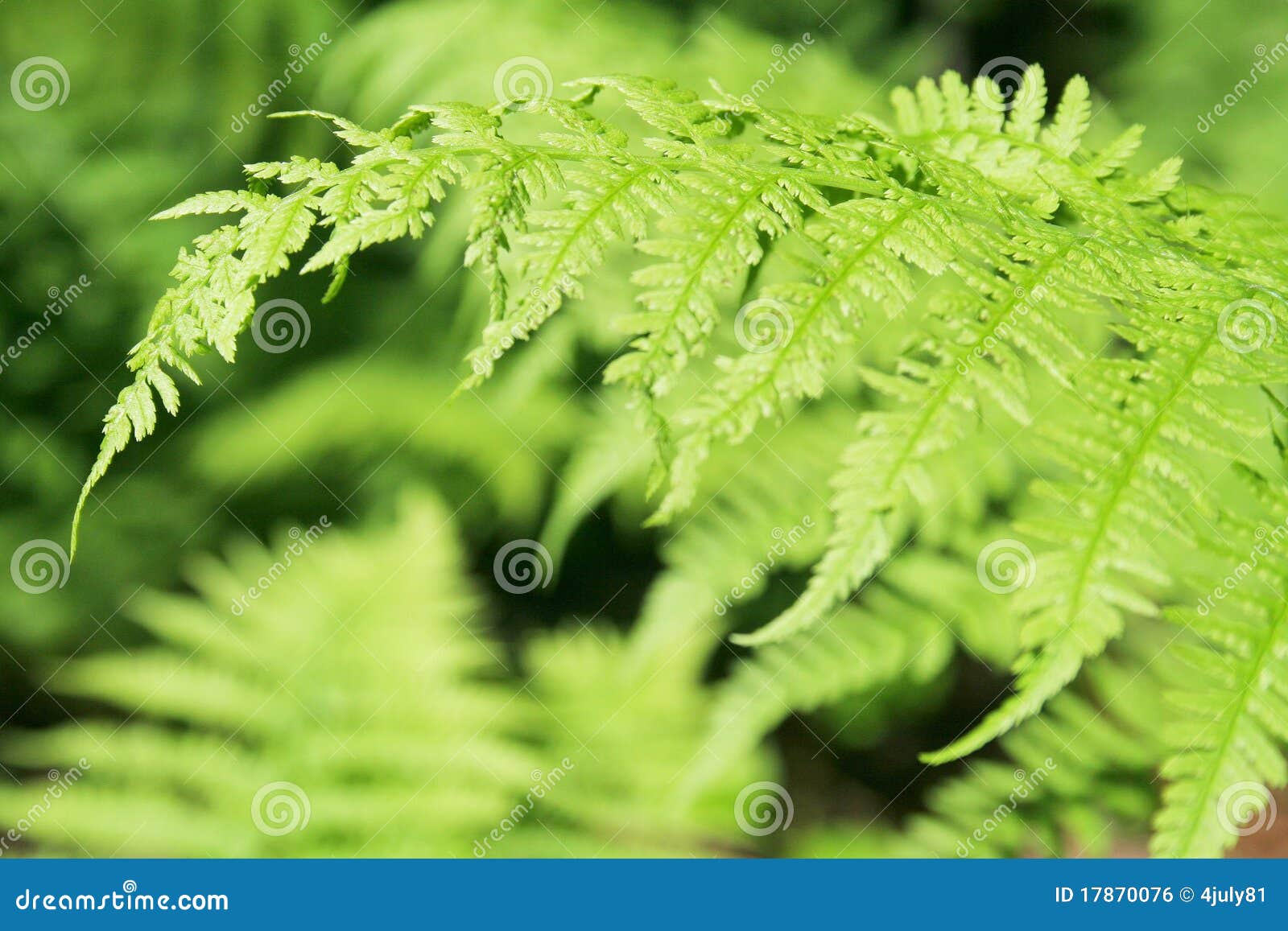 De bladeren van de varen stock foto. Image of varen, gevoelig - 17870076