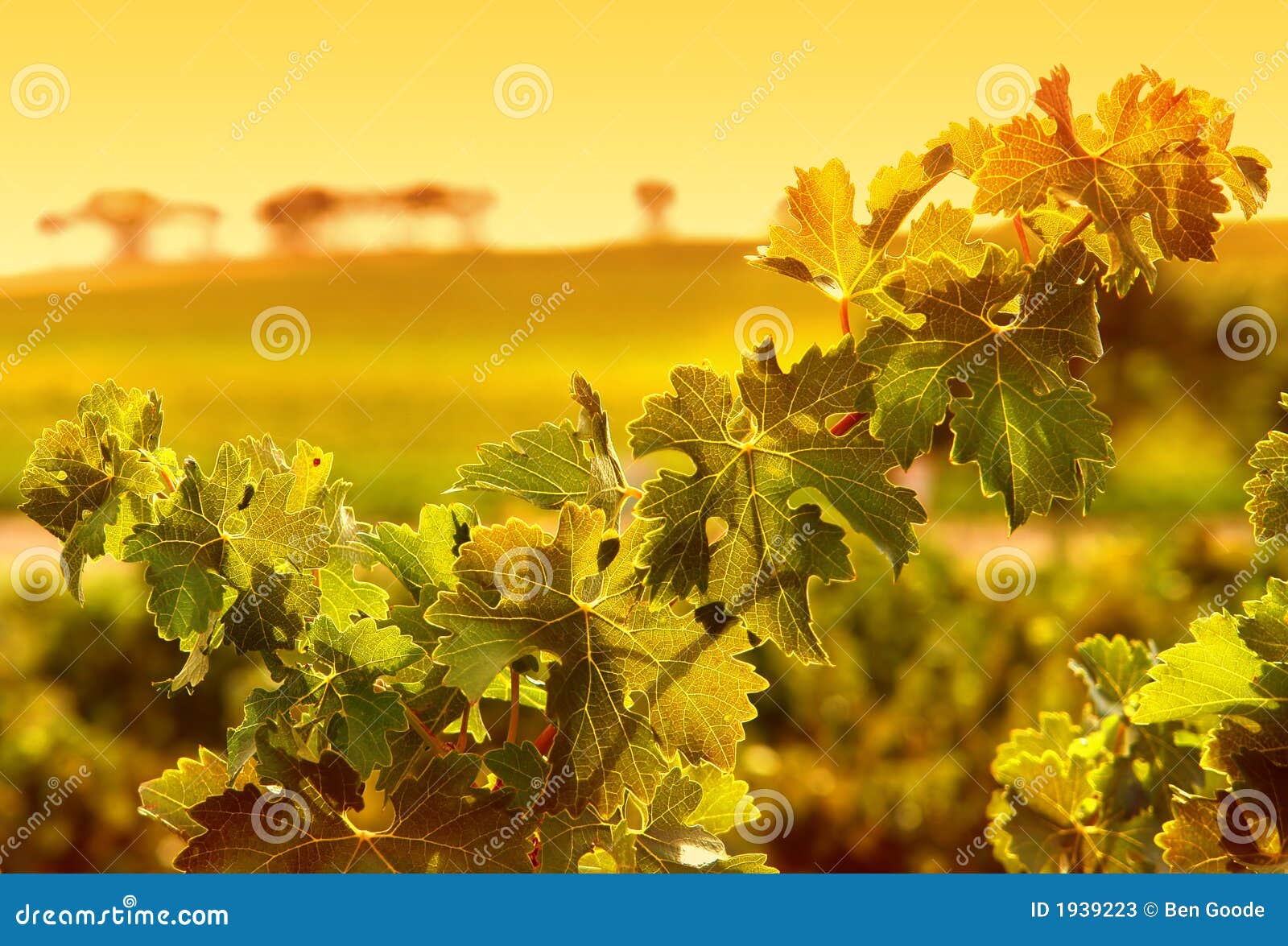 De Bladeren Van De Wijnstok Stock Afbeelding - Image of openlucht ...