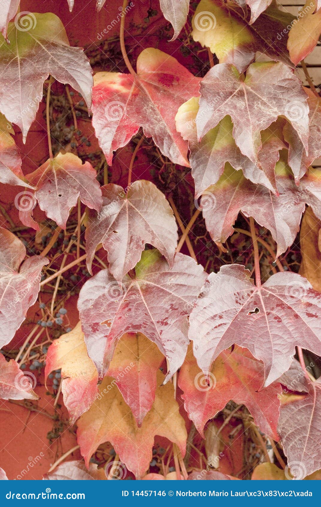 De Bladeren Van De Wilde Wingerd Stock Foto - Image of zenuw, decoratie ...