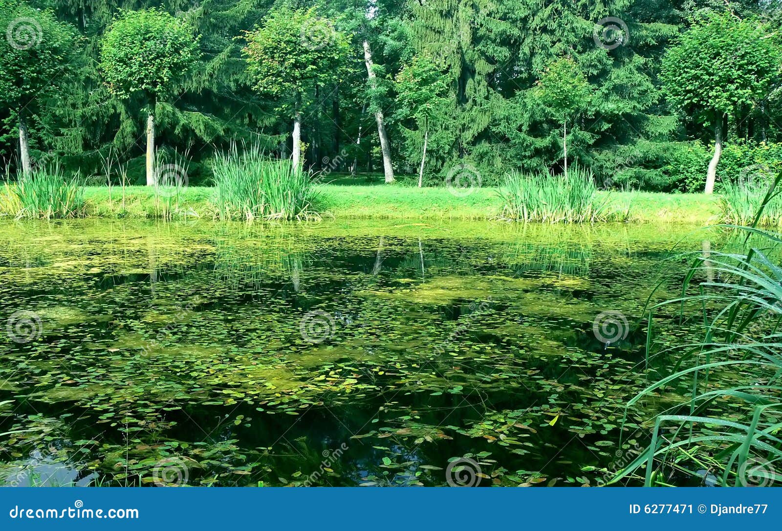 De Bladeren Van Het Moeras En Van Het Riet Stock Afbeelding - Image of ...
