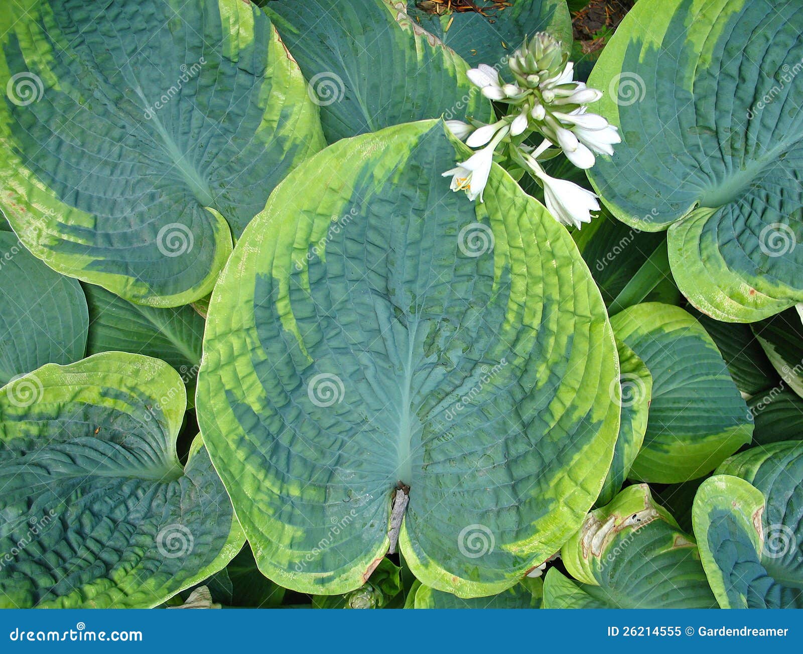 De bladeren van Hosta stock afbeelding. Image of veelvoudig - 26214555