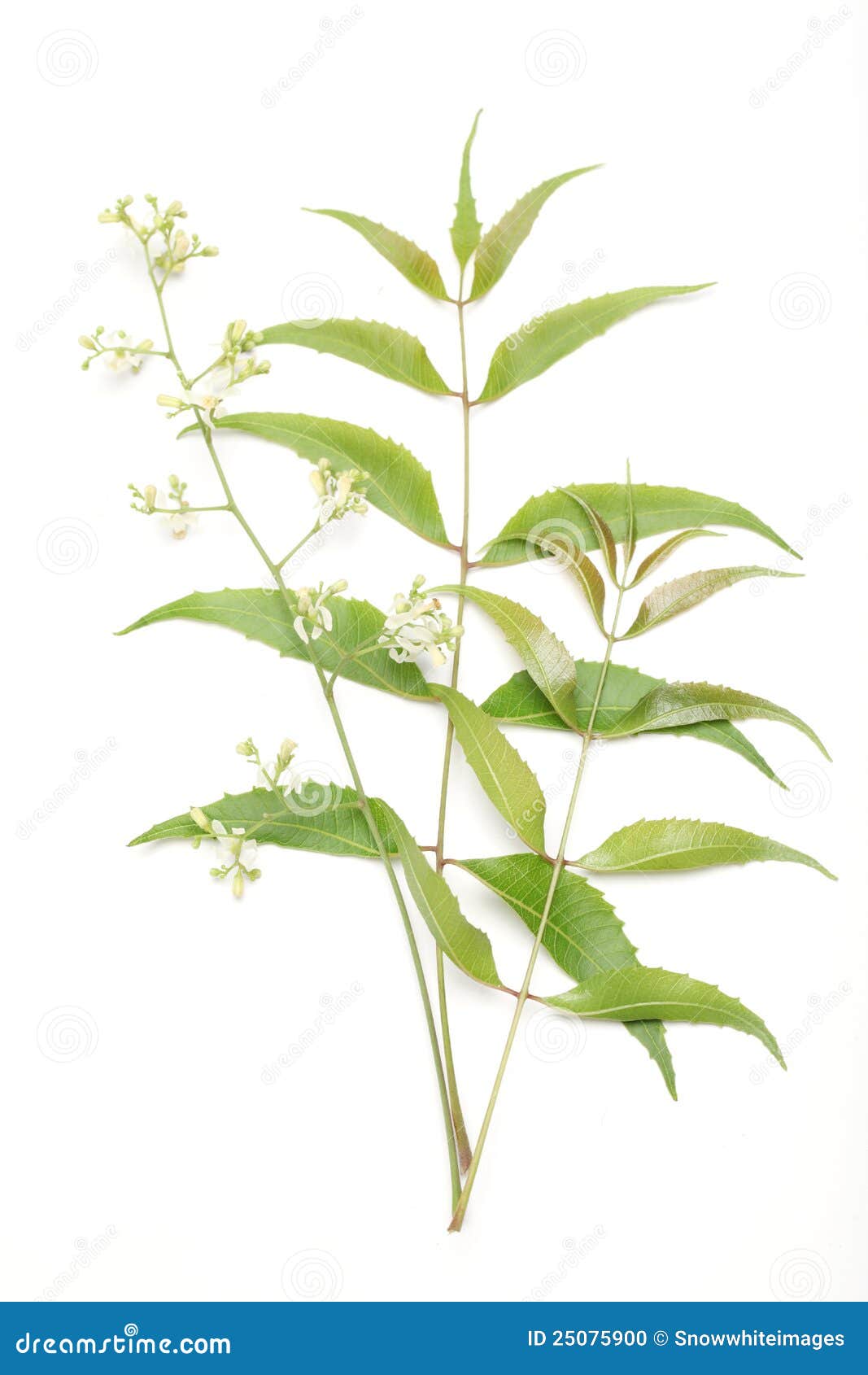 De bladeren van Neem stock foto. Image of boom, naughty - 25075900