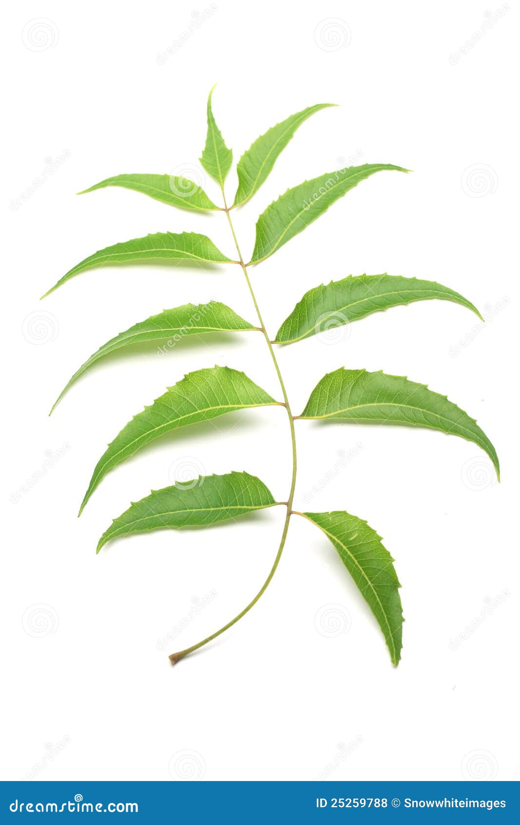De bladeren van Neem stock foto. Image of ayurveda, toiletartikelen ...