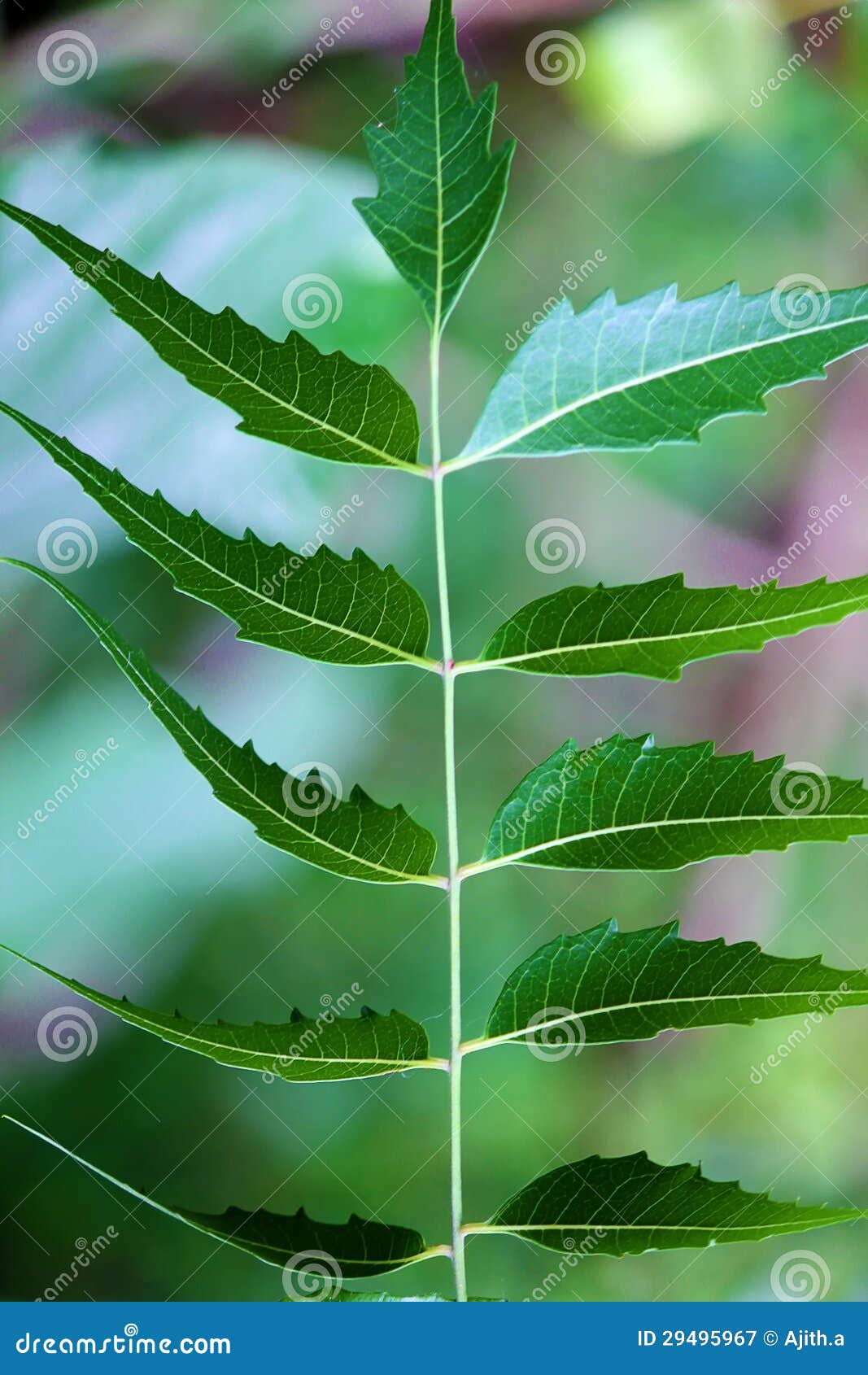 De bladeren van Neem stock afbeelding. Image of boom - 29495967