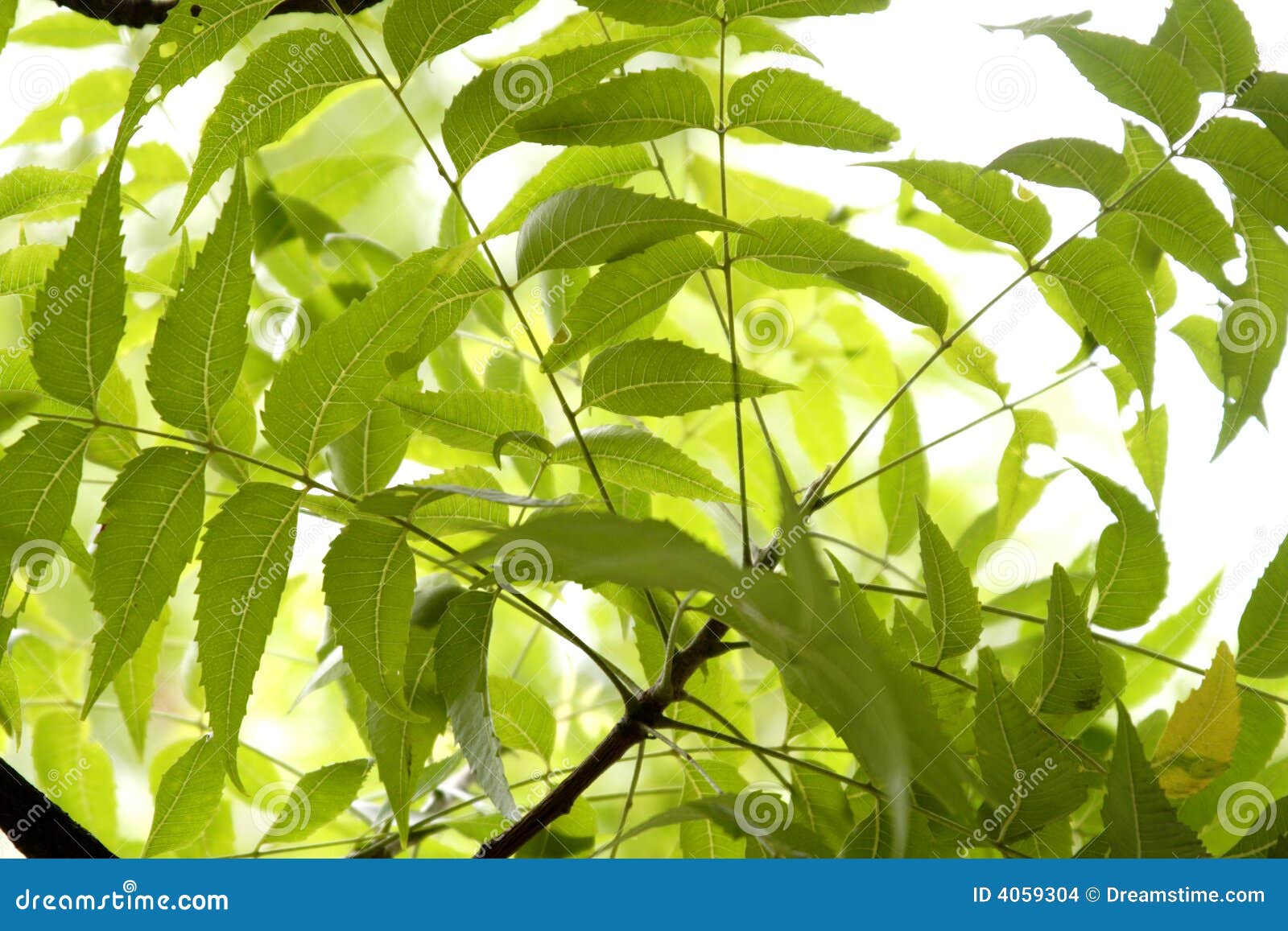 De bladeren van Neem stock foto. Image of gebladerte, ruimte - 4059304