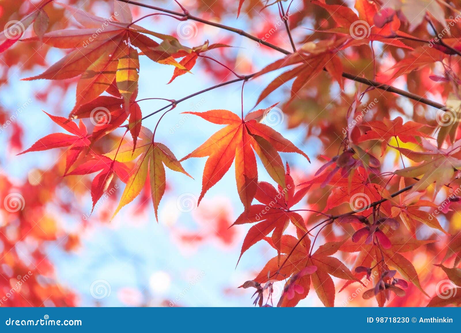 De Bladerenachtergrond Van De De Herfst Rode Esdoorn Stock Foto - Image ...