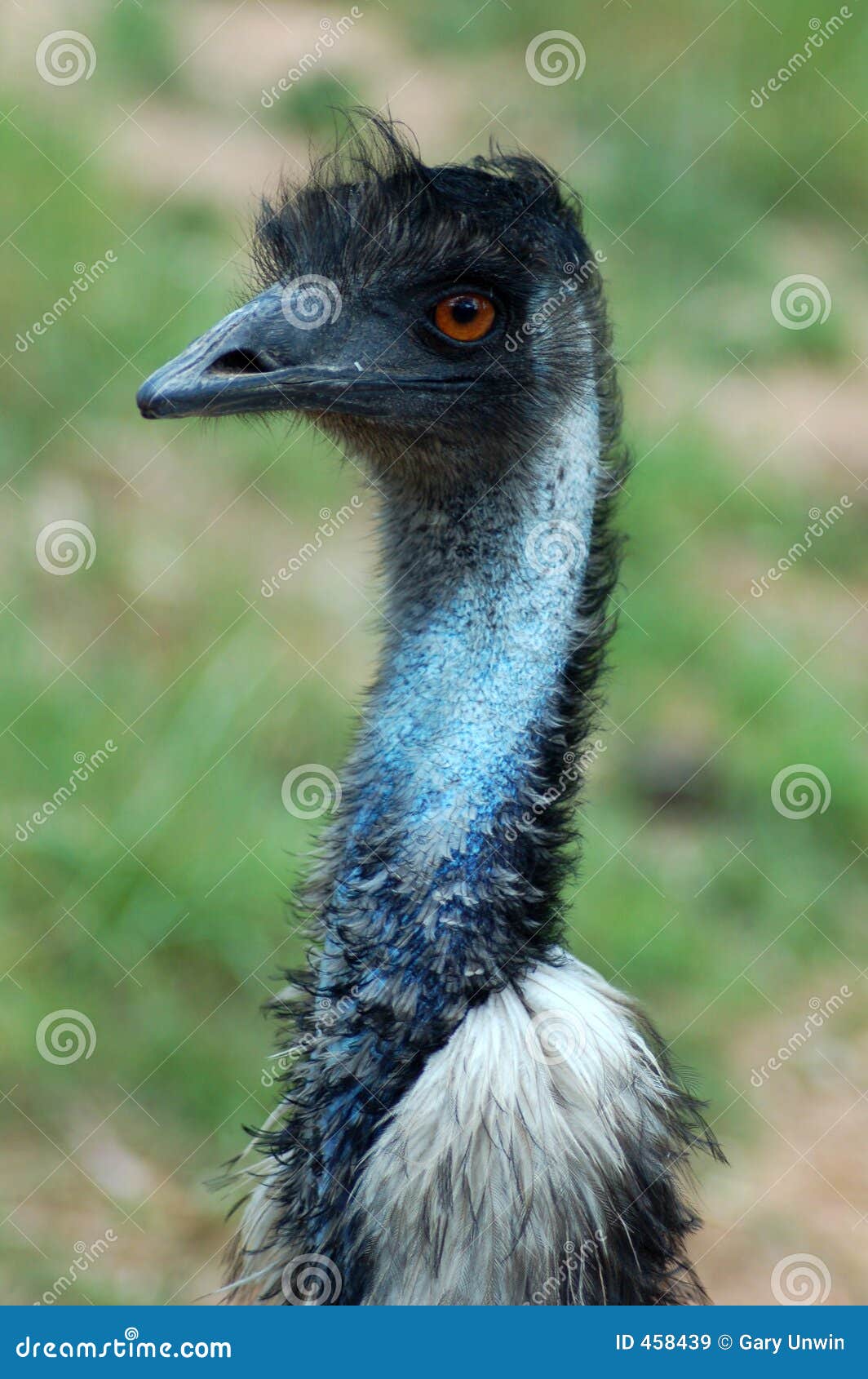 De Blauw van de emoe stock afbeelding. Image of inheems - 458439