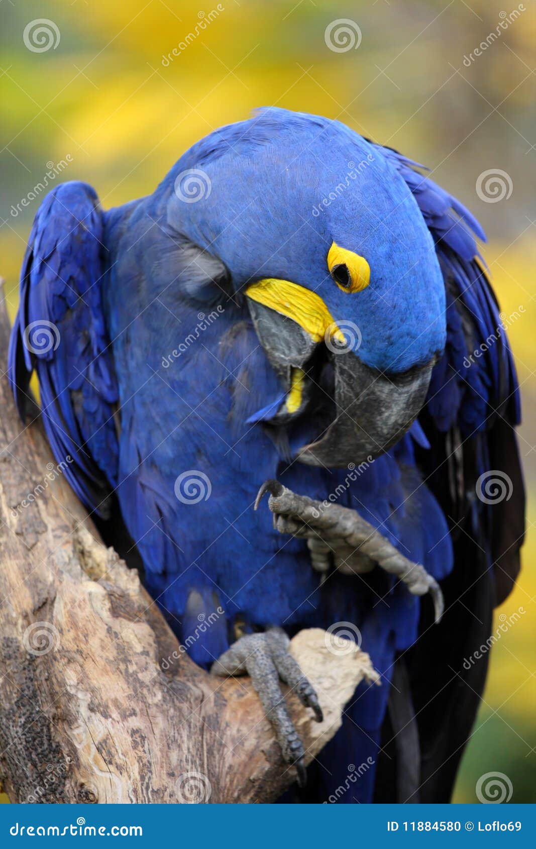 De Blauwe Ara Van De Hyacint Stock Foto - Image of bruidegom, geel ...