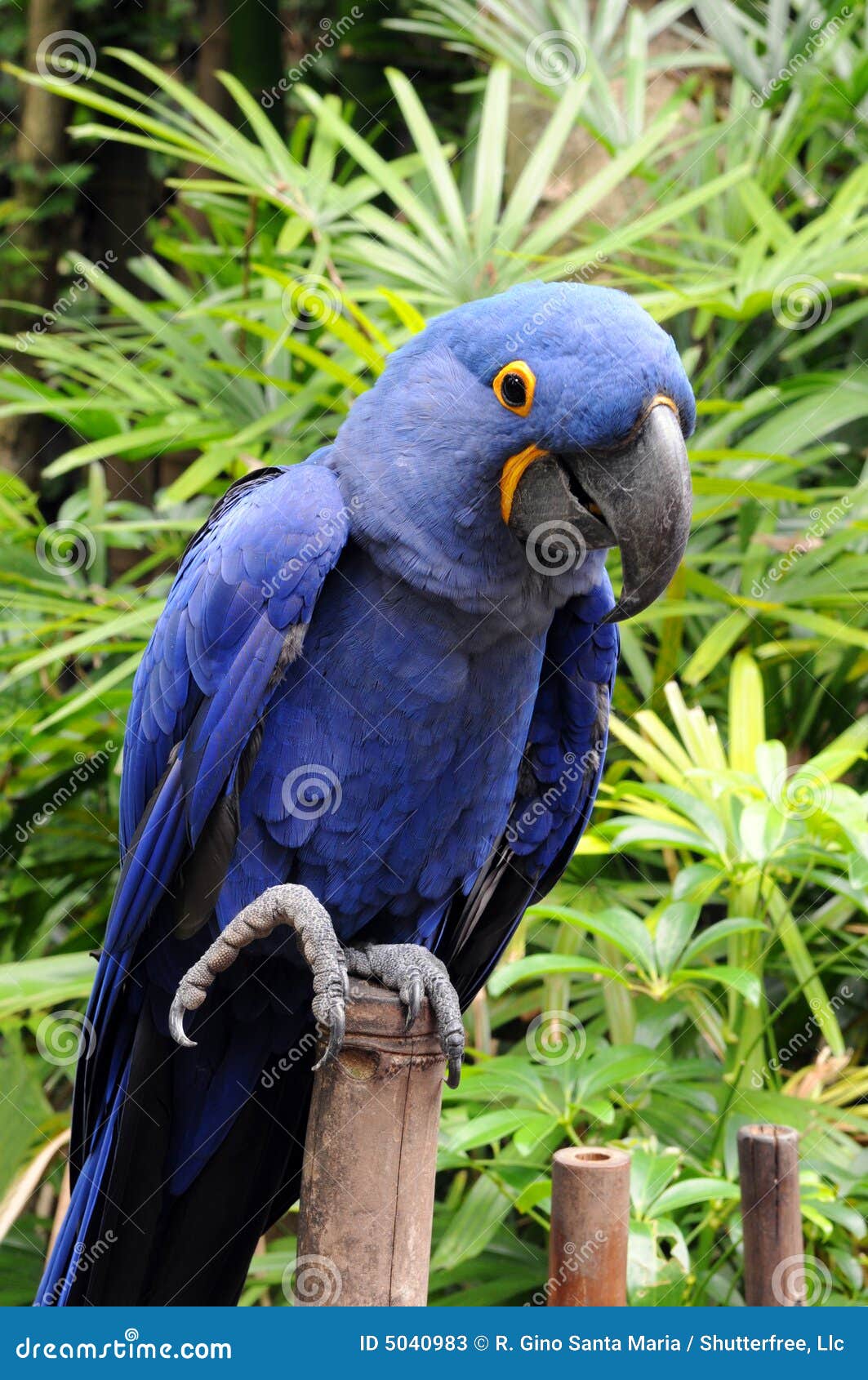 De Blauwe Ara Van De Hyacint Stock Afbeelding - Image of exotisch, wild ...