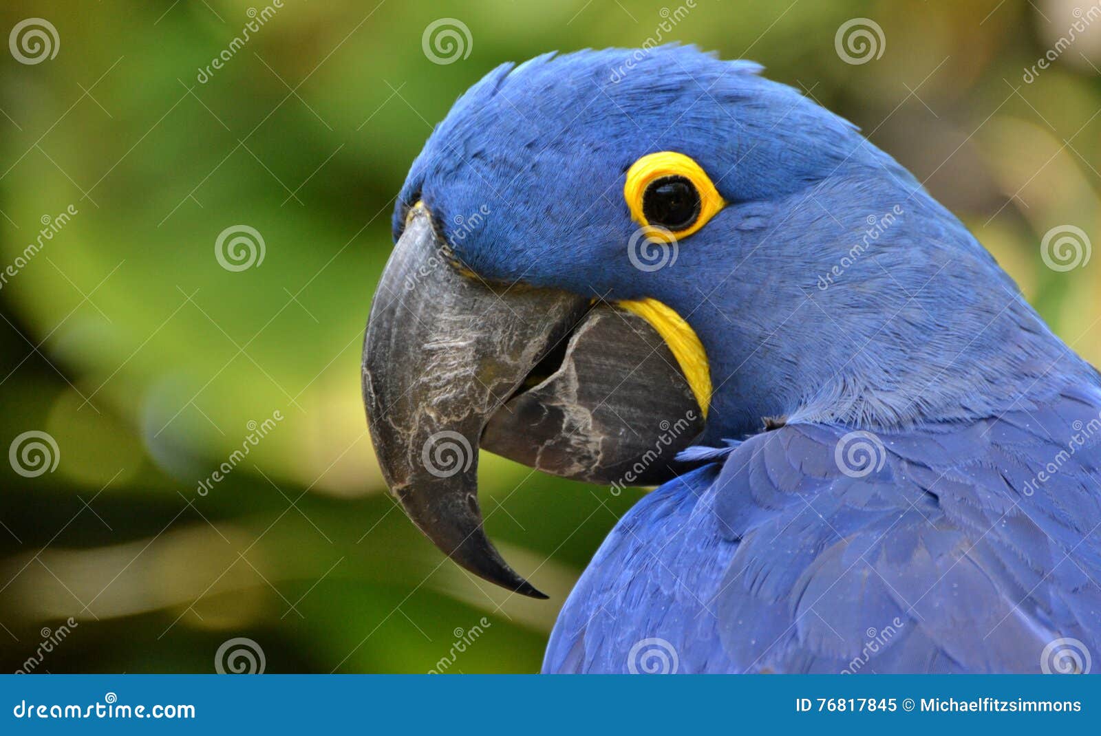 De Blauwe Ara Van De Hyacint Stock Afbeelding - Image of tropisch, nave ...