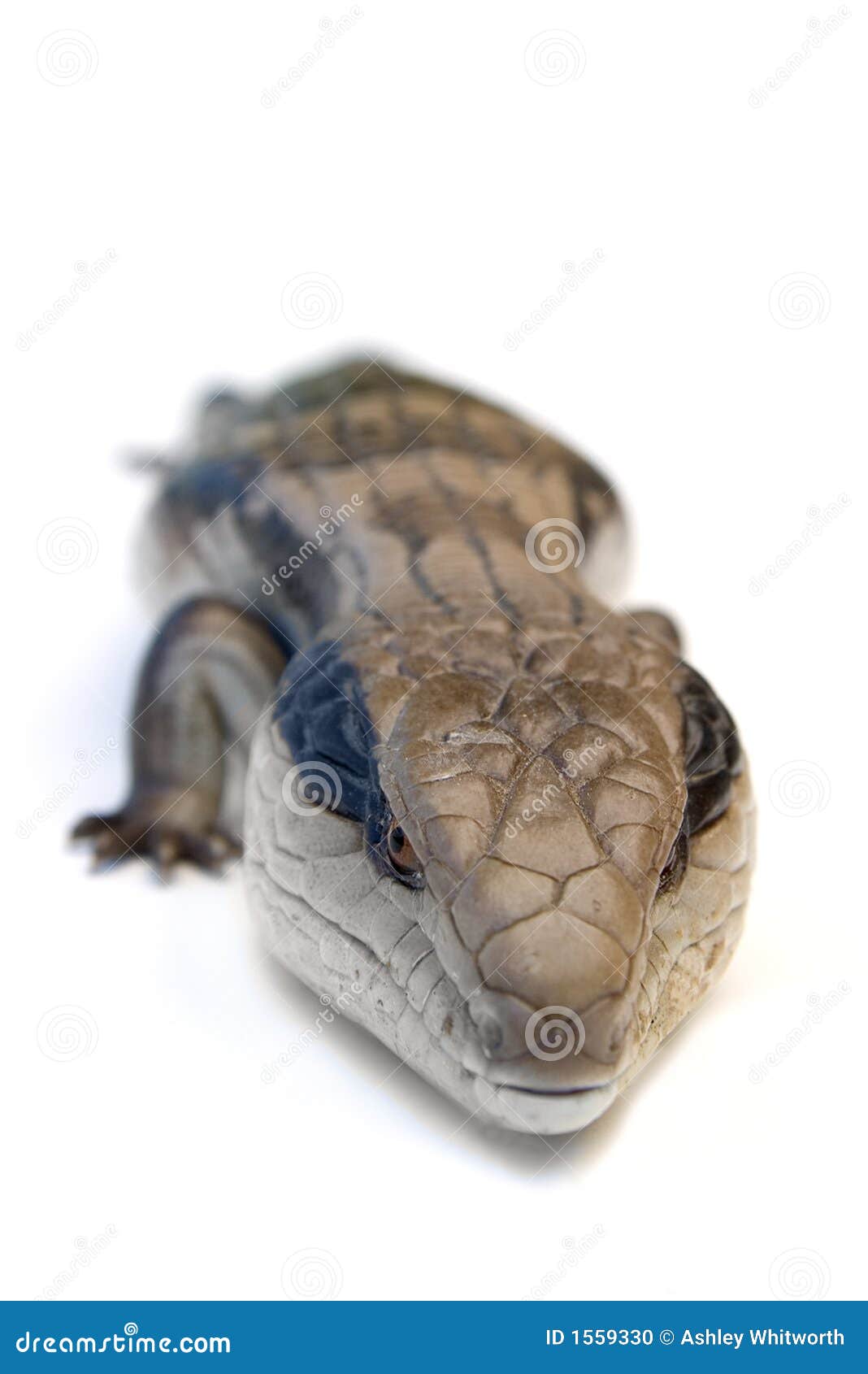 De Blauwe Hagedis Van De Tong Stock Foto - Image of reptiel, mond: 1559330