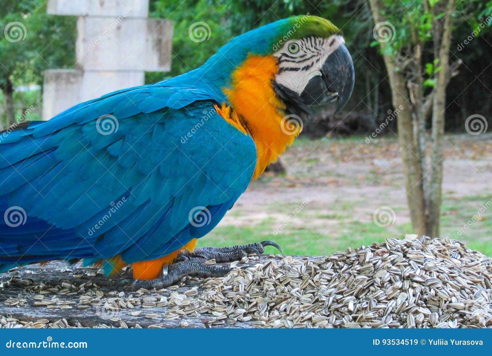 De Blauwe Papegaai Van De Ara Stock Afbeelding - Image of kleur ...