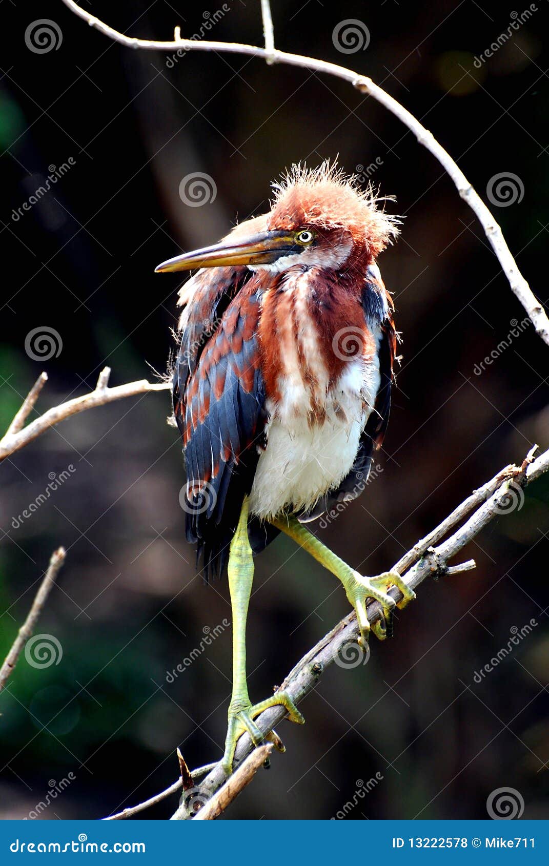 De Blauwe Reiger Van De Baby Stock Foto - Image of florida, jong: 13222578