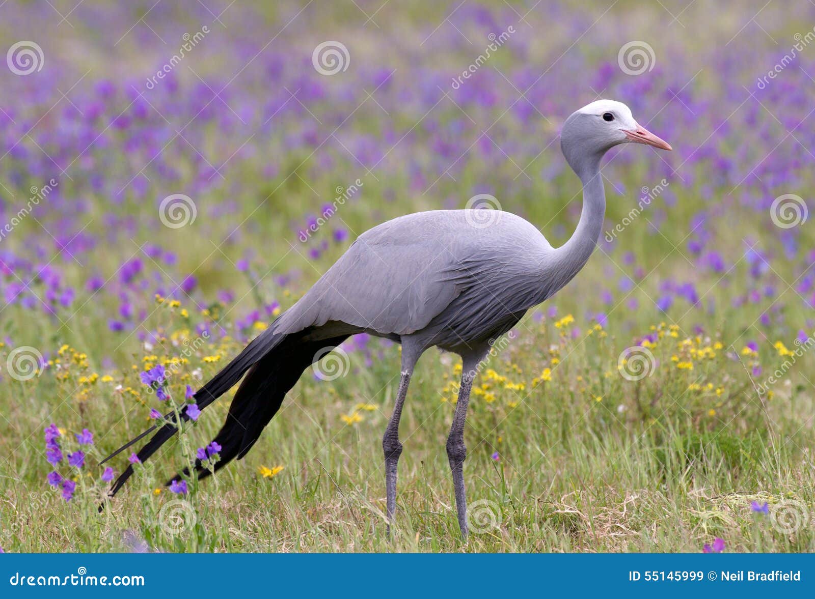 De Blauwe Vogel Van De Kraan Stock Afbeelding - Image of blauw, weide ...