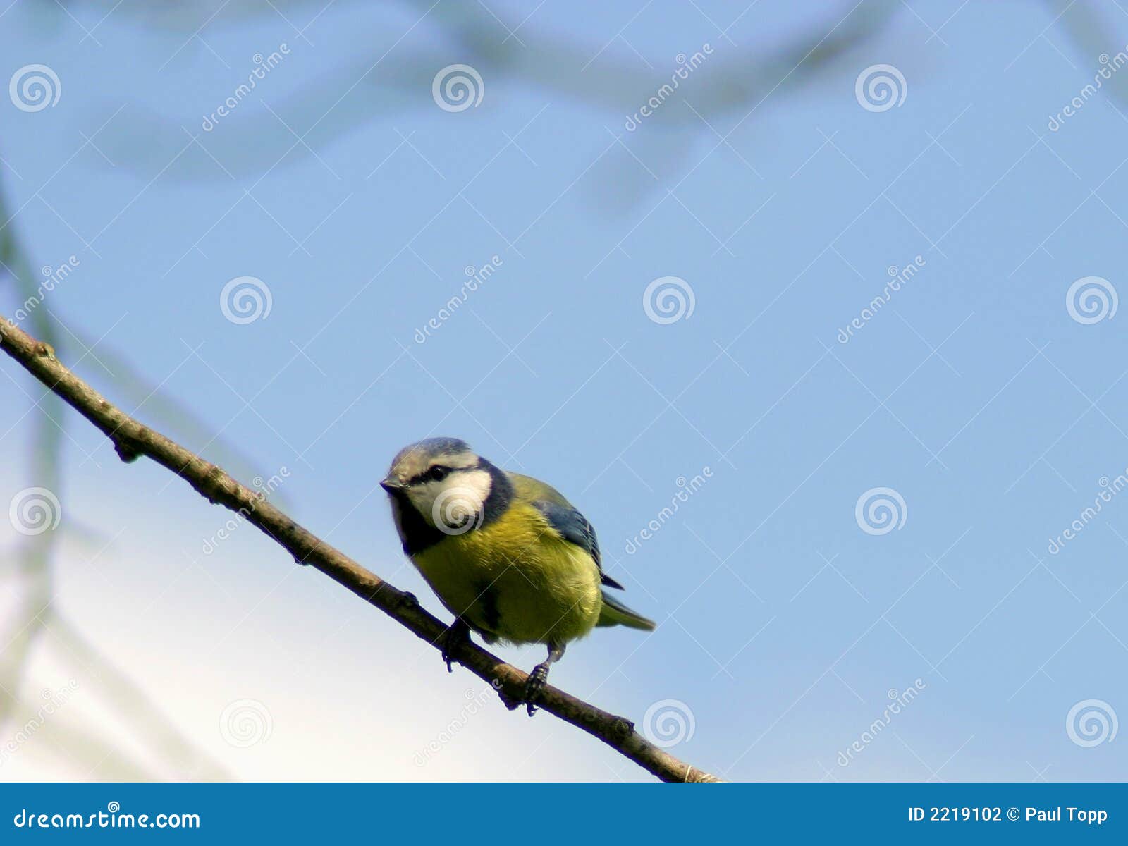 De Blauwe Vogel Van De Mus Van De Mees Stock Foto - Image of wild, maas ...