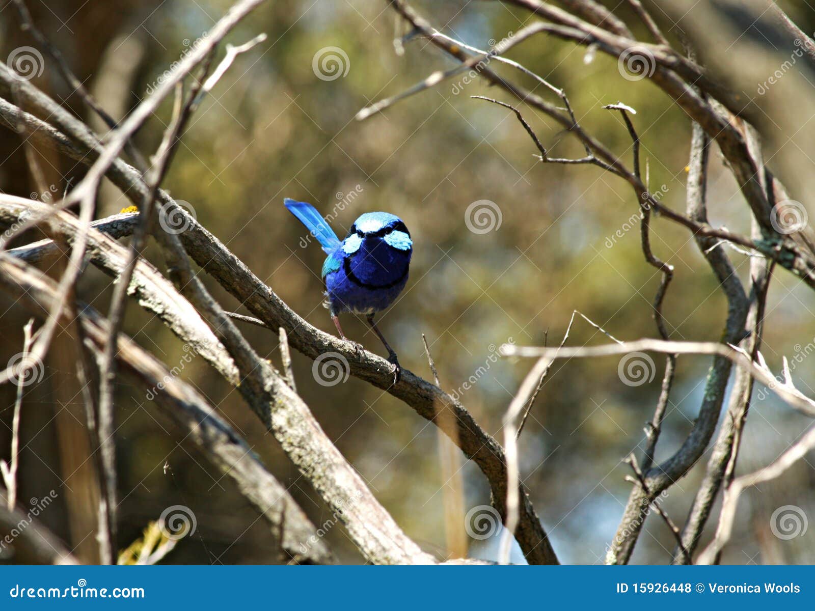 De Blauwe Vogel Van Het Winterkoninkje Stock Foto - Image of australië ...