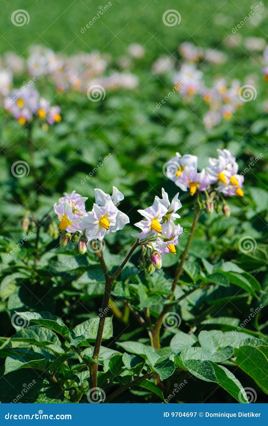 De bloei van de aardappel stock afbeelding. Image of plantaardig - 9704697