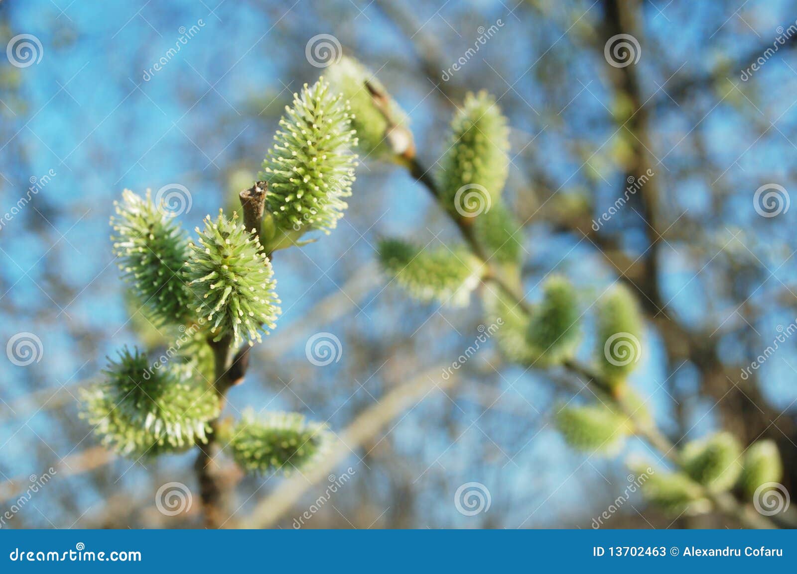 De bloei van de lente stock afbeelding. Image of bloemen - 13702463