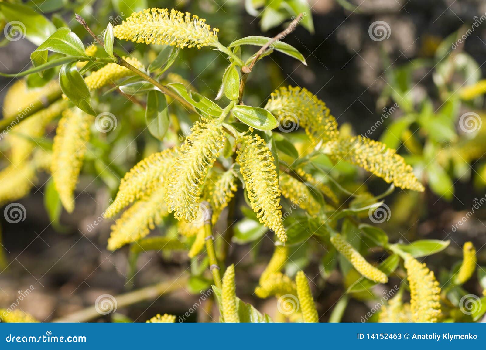 De bloei van de wilg stock afbeelding. Image of takken - 14152463