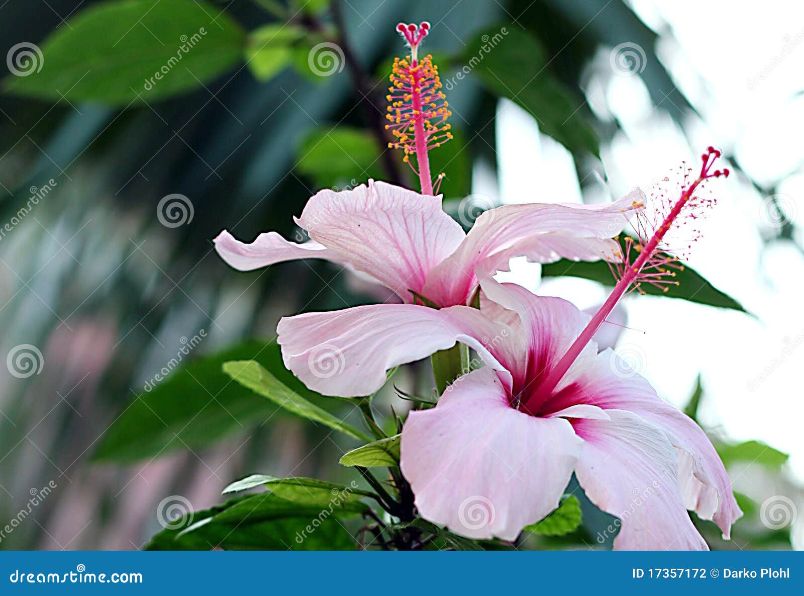 De Bloem En De Stamper Van De Hibiscus Stock Foto - Image of bloesem ...